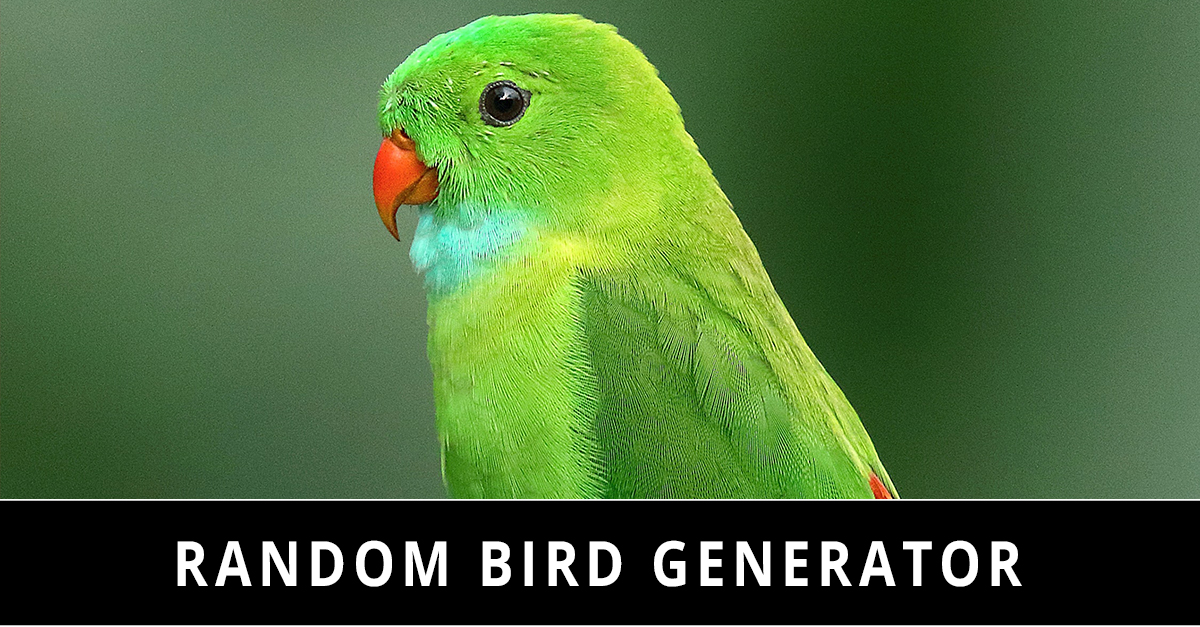Random Bird Generator 🐦🦃🕊️