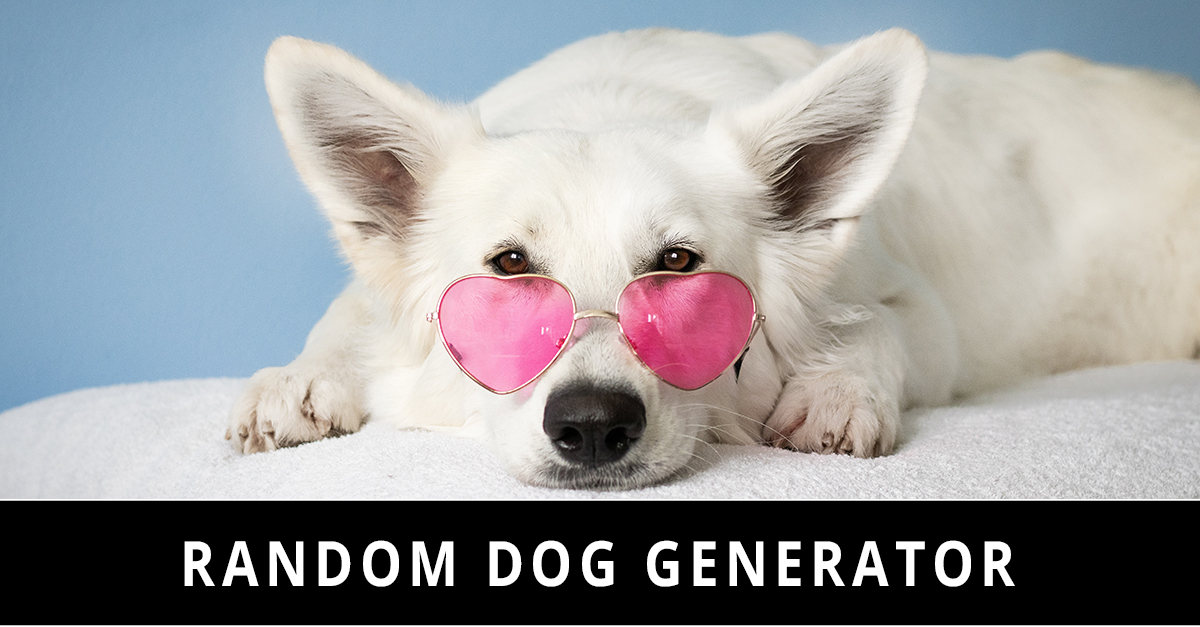 Random Dog Generator 🐶🐕🐩